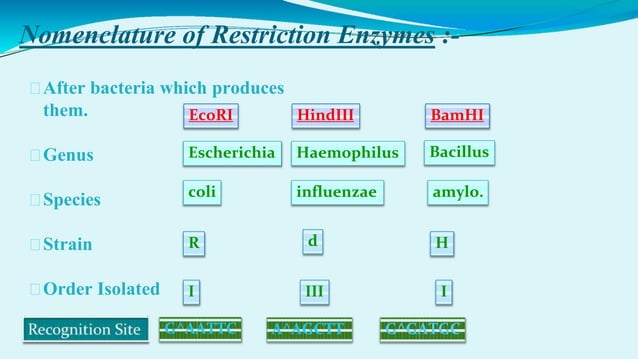 restriction endonucleases.pptx | Chemistry | Science