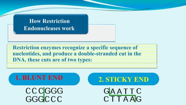 restriction endonucleases.pptx | Chemistry | Science