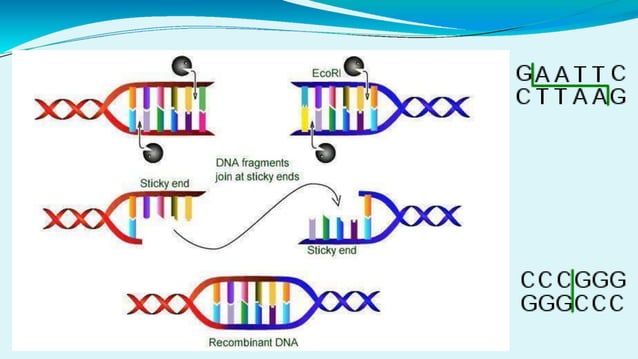 restriction endonucleases.pptx | Chemistry | Science