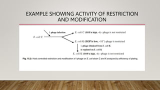 restriction endonucleases.pptxjshsjjdjjddjhz | PPTX