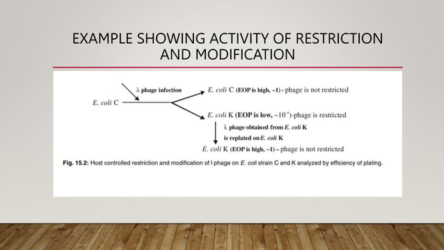 restriction endonucleases.pptxjshsjjdjjddjhz | PPT