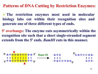 Restriction_Endonucleases for Gene Manipulation -Unit 1.pptx