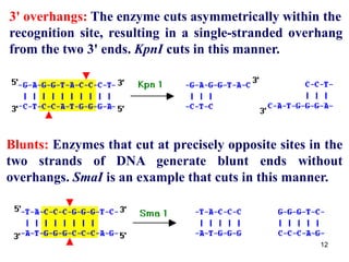 Restriction_Endonucleases for Gene Manipulation -Unit 1.pptx