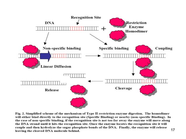 Restriction_Endonucleases for Gene Manipulation -Unit 1.pptx