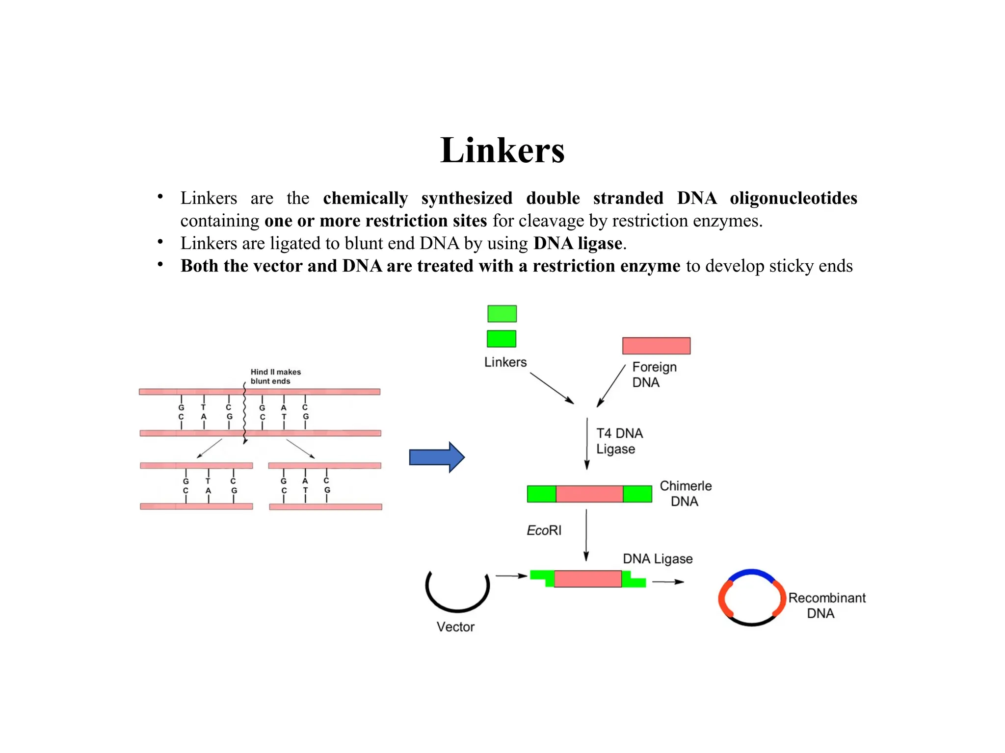 Restriction endonuclease types and digestion.pptx