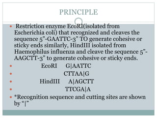 Restriction enzyme digestion | PPTX