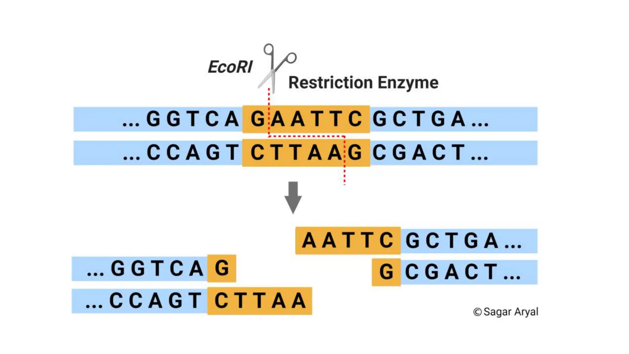 Restriction Enzyme (Restriction Endonuclease) Definition.pptx