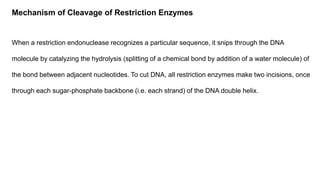 Restriction Enzyme (Restriction Endonuclease) Definition.pptx