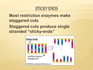 Restriction enzymes treatment of DNA | PPT