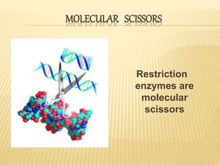 Restriction enzymes treatment of DNA | PPT