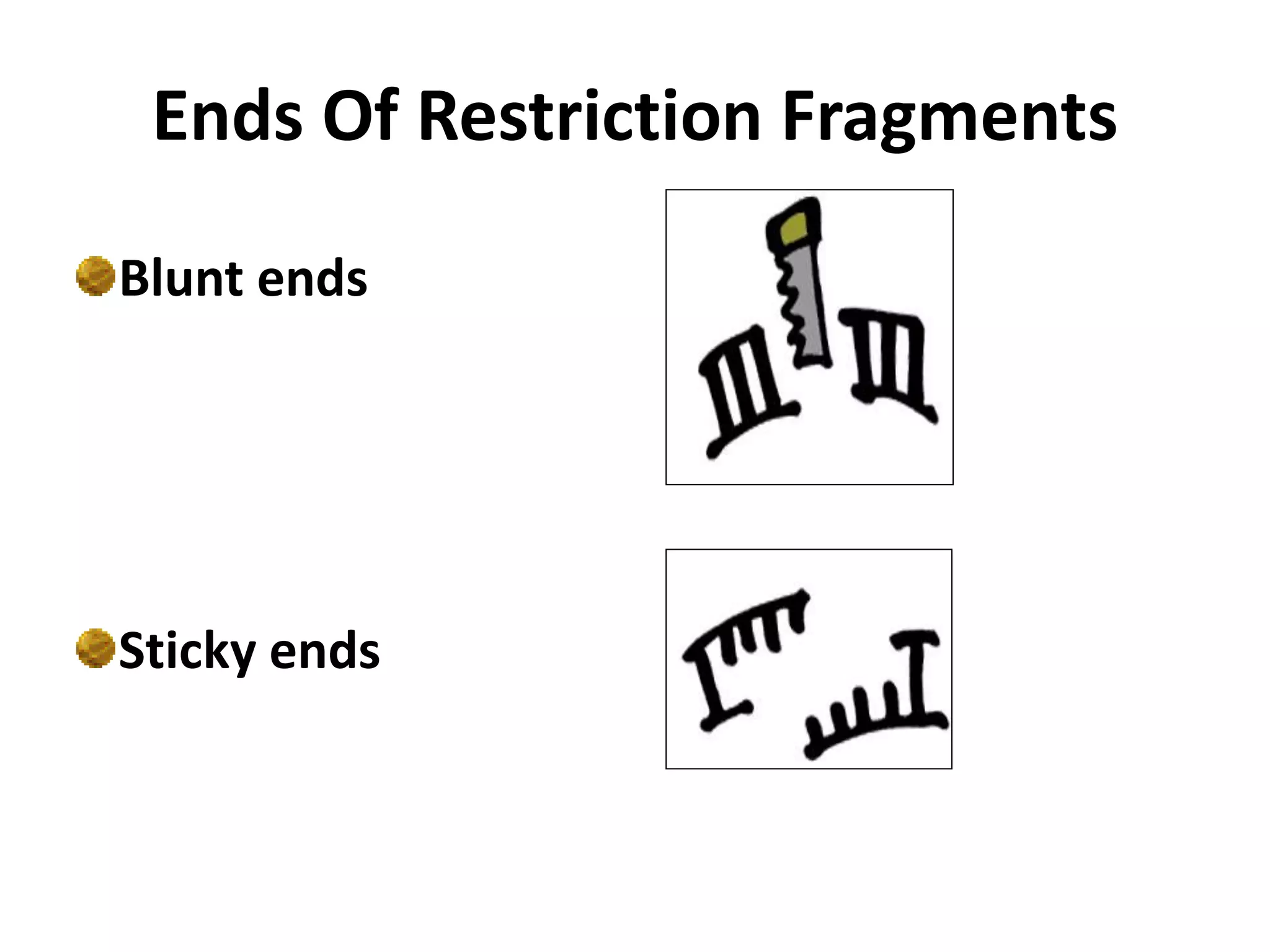 Restriction enzymes | PPTX