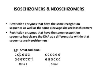 Restriction enzymes | PPTX