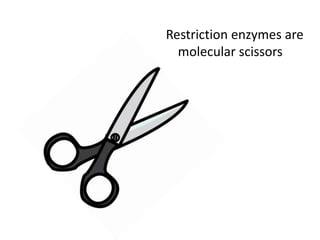 Restriction enzymes | PPTX