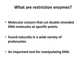 Restriction Enzyme Definition