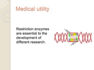 Restriction enzymes | PPTX