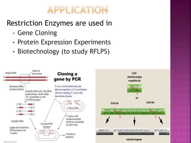 Restriction Enzymes | PPTX | Chemistry | Science