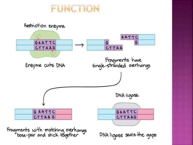 Restriction Enzymes | PPTX | Chemistry | Science