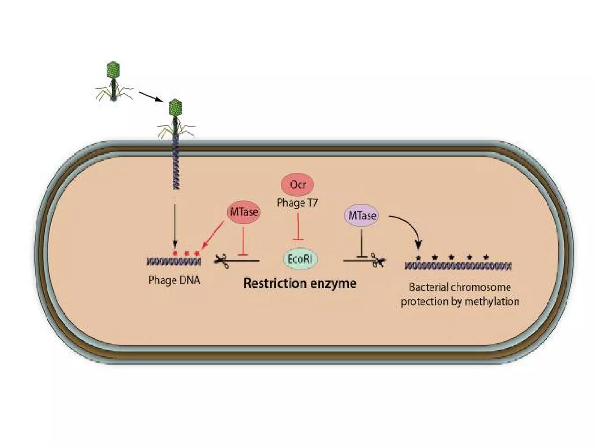 Restriction enzymes genetic enginering | PPT