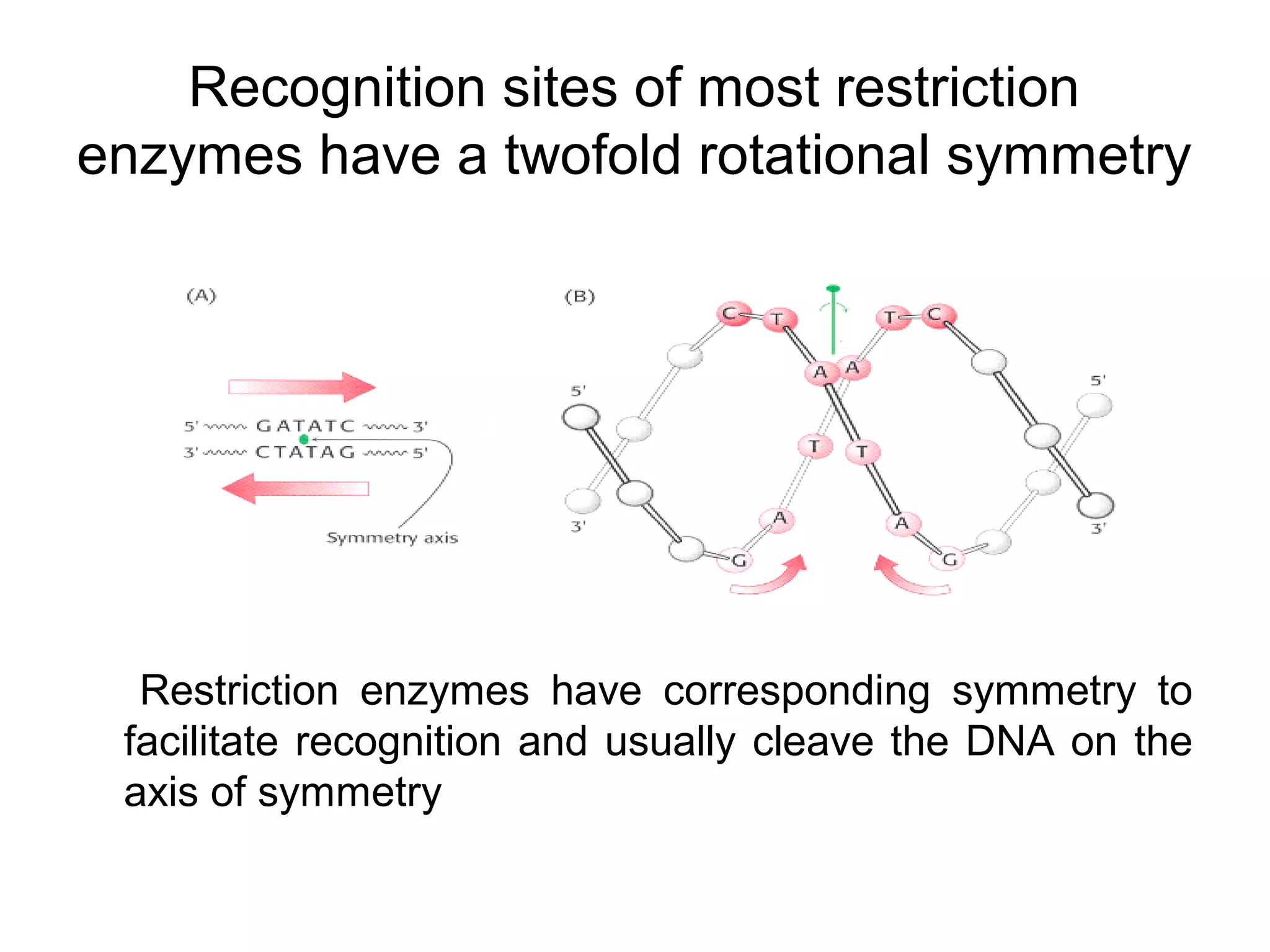 Restriction enzymes genetic enginering | PPT