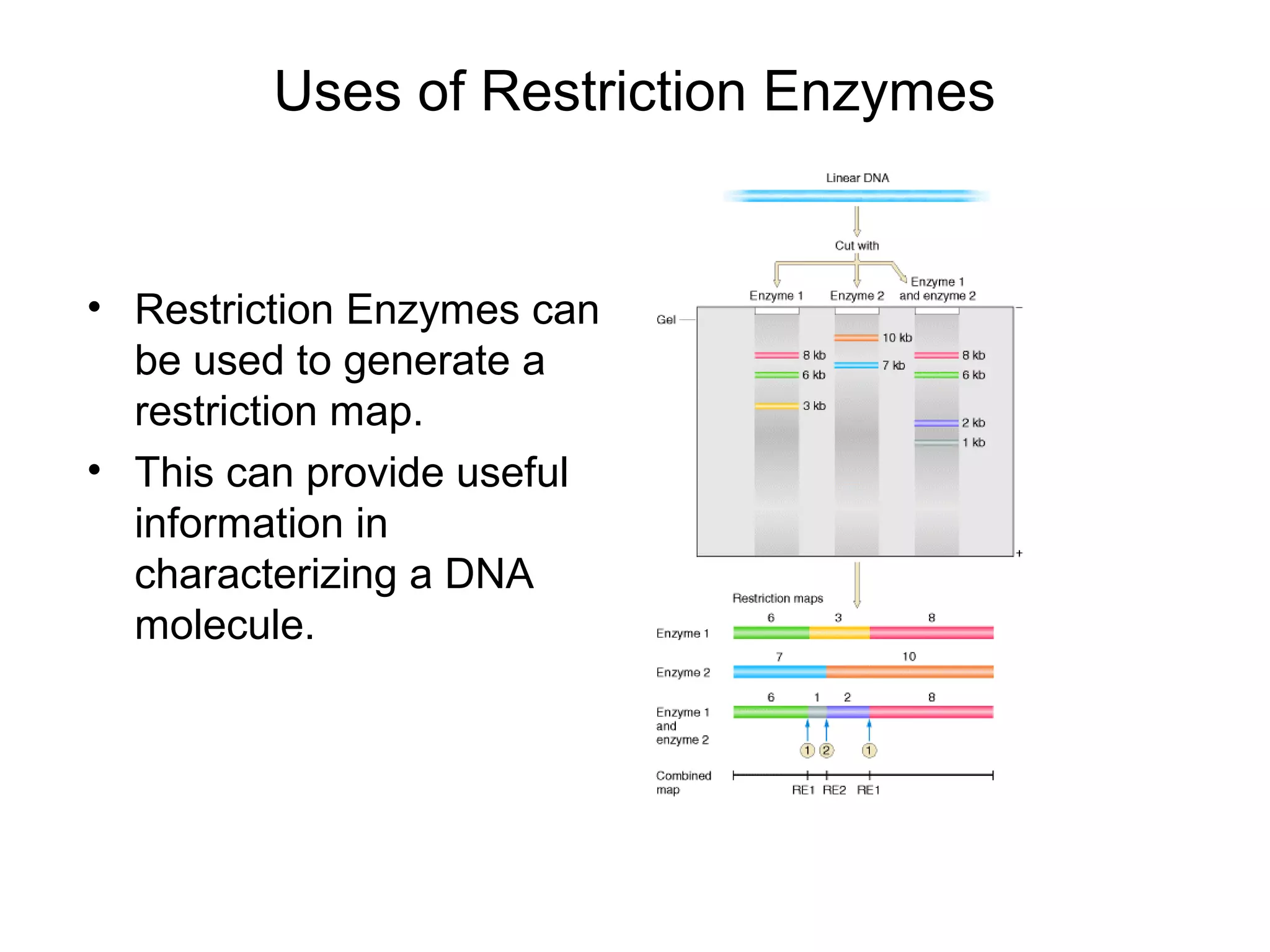Restriction enzymes genetic enginering | PPT