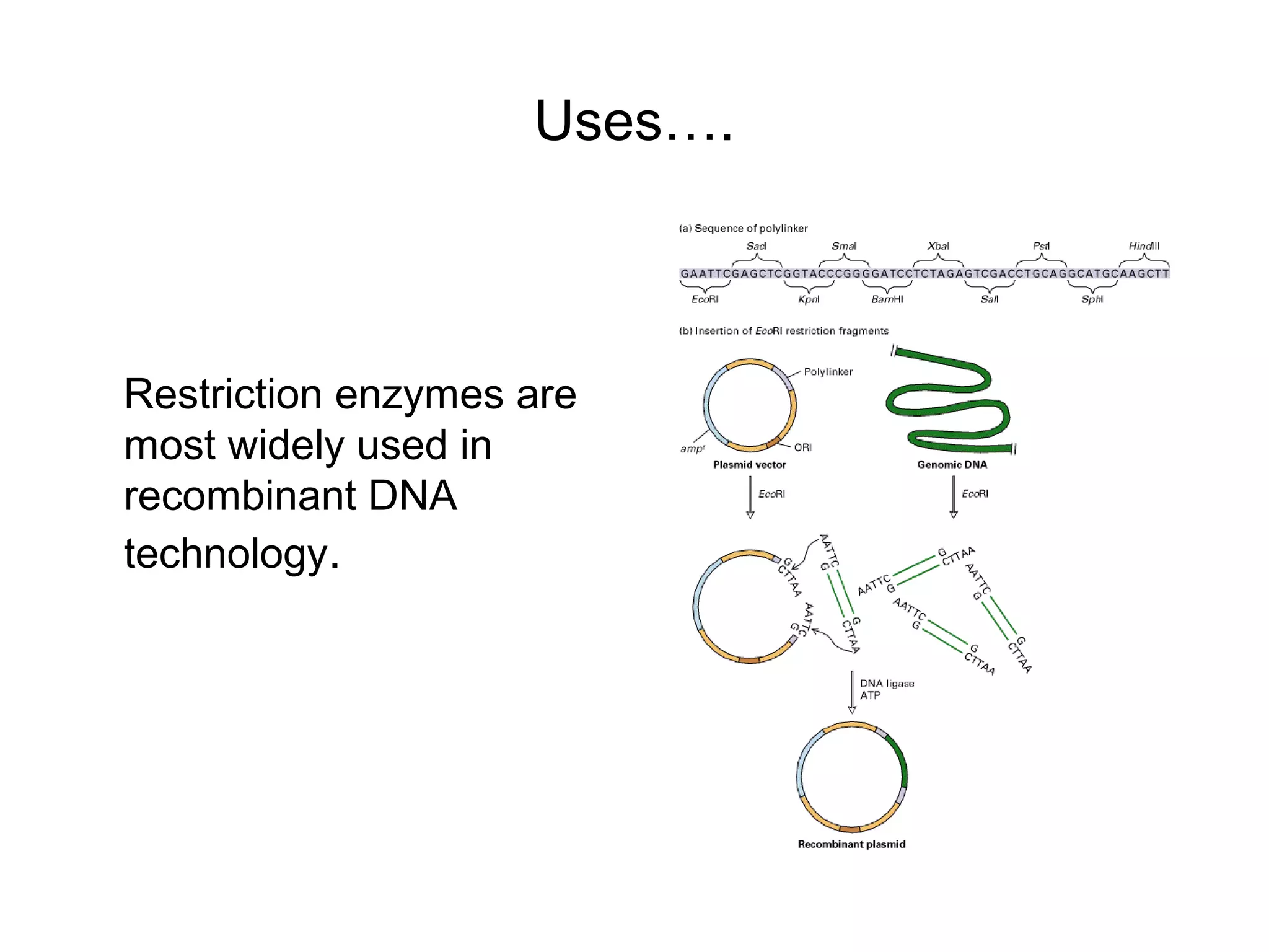 Restriction enzymes genetic enginering | PPT
