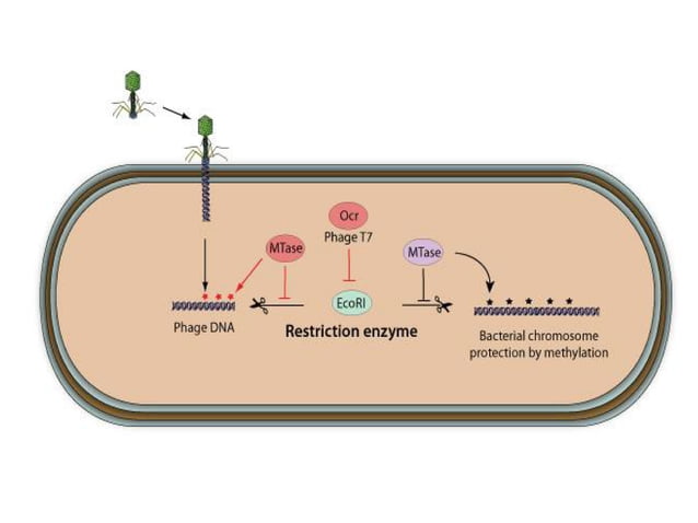 Restriction enzymes genetic enginering | PPT | Chemistry | Science