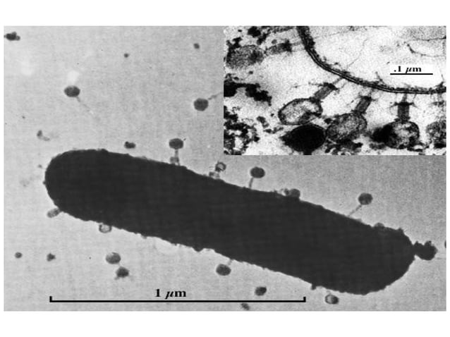 Restriction enzymes genetic enginering | PPT | Chemistry | Science