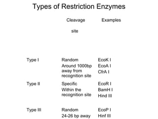 Restriction enzymes genetic enginering | PPT