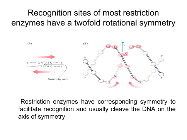Restriction enzymes genetic enginering | PPT | Chemistry | Science
