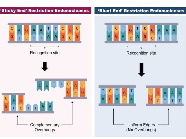 Restriction enzymes genetic enginering | PPT | Chemistry | Science