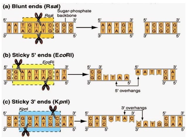 Restriction enzymes genetic enginering | PPT | Chemistry | Science