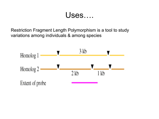 Restriction enzymes genetic enginering | PPT | Chemistry | Science