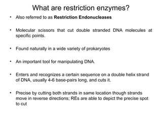 Restriction enzymes genetic enginering | PPT
