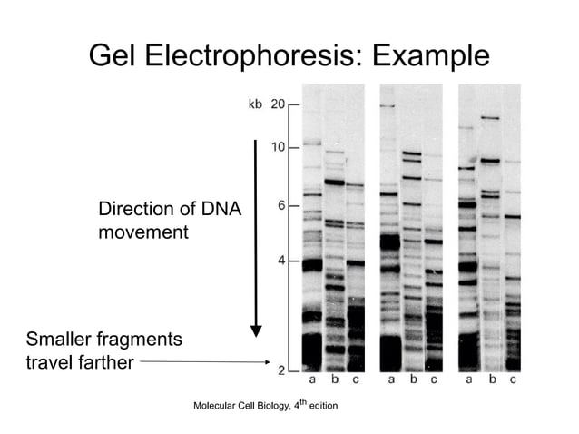 Restriction enzymes genetic enginering | PPT | Chemistry | Science