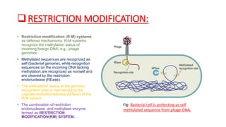 Restriction enzymes | PPTX