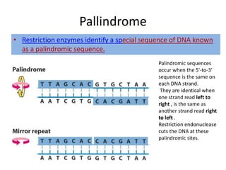 Restriction enzymes | PPTX