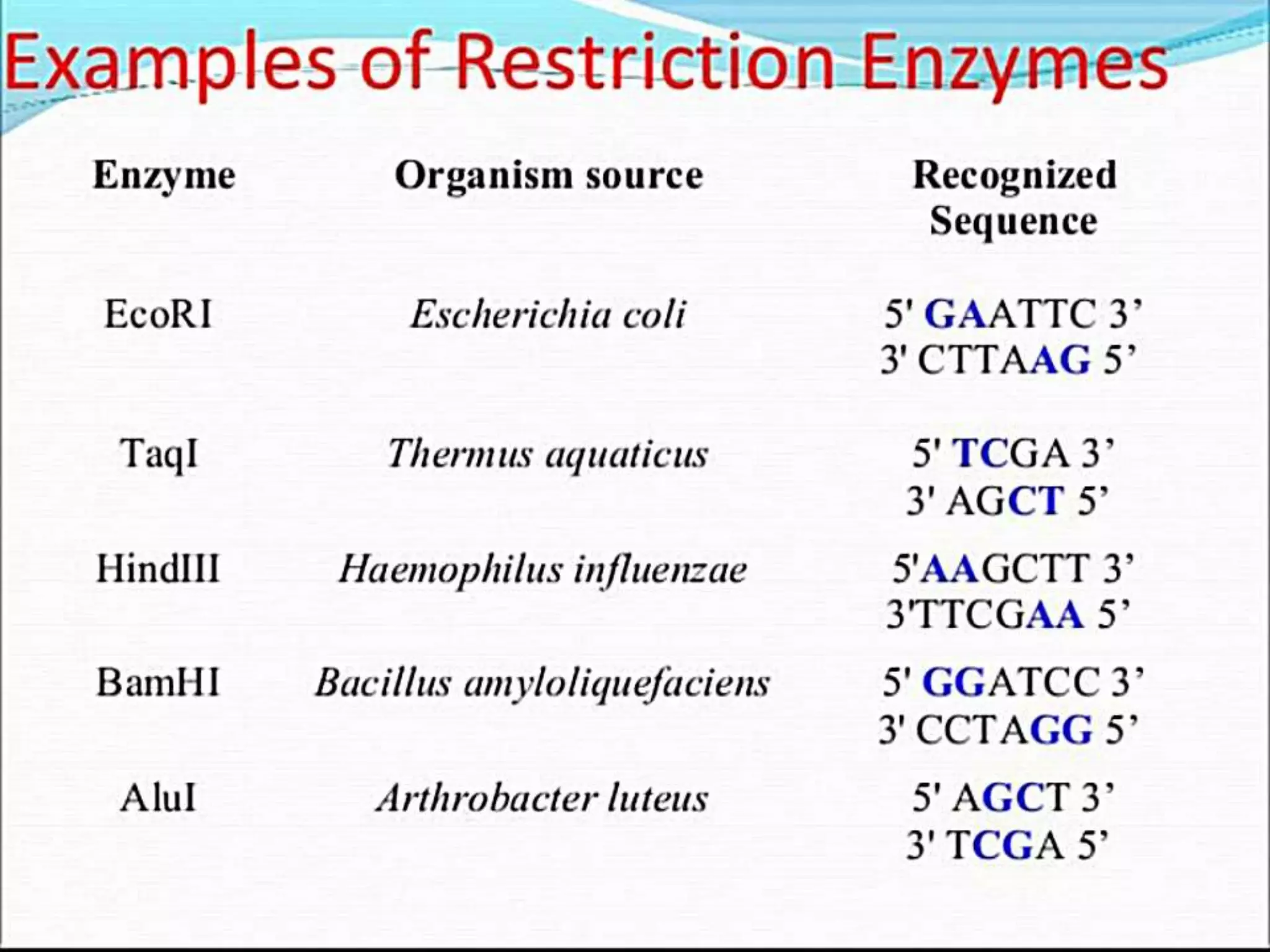 Restriction Enzyme | PPTX