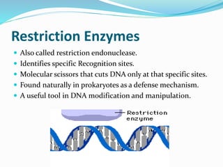 Restriction Enzyme | PPTX