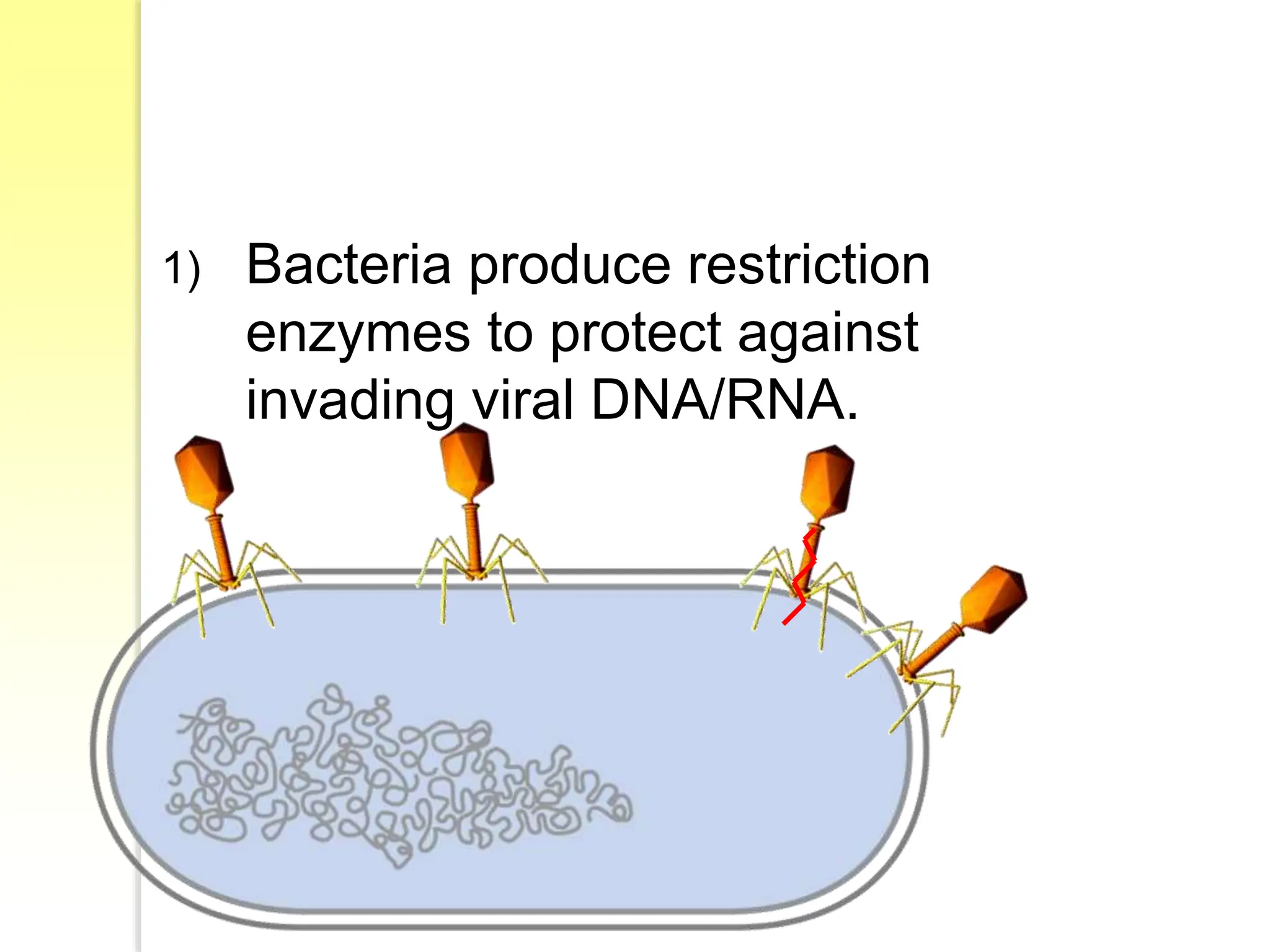 mode of action of restriction enzymes.pptx
