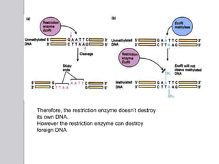 mode of action of restriction enzymes.pptx