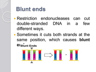 mode of action of restriction enzymes.pptx
