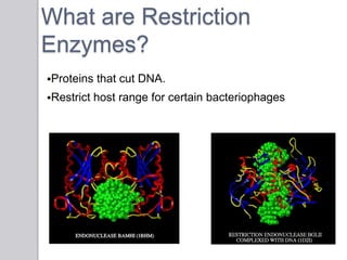 mode of action of restriction enzymes.pptx