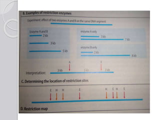mode of action of restriction enzymes.pptx