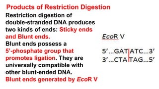 RESTRICTION ENZYMES ( NUCLEASES LIGASE ) | PPT