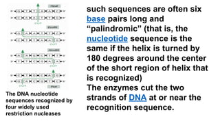 RESTRICTION ENZYMES ( NUCLEASES LIGASE ) | PDF