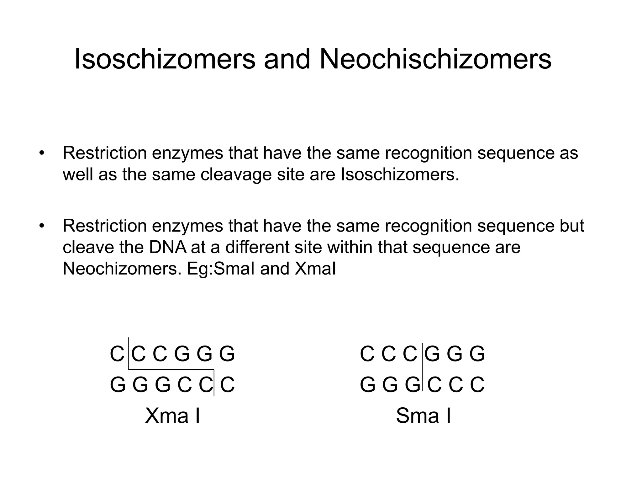 Restriction Enzymes, Restriction Enzymes.ppt