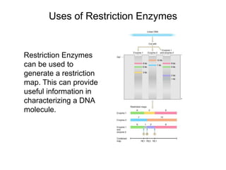 Restriction Enzymes, Restriction Enzymes.ppt