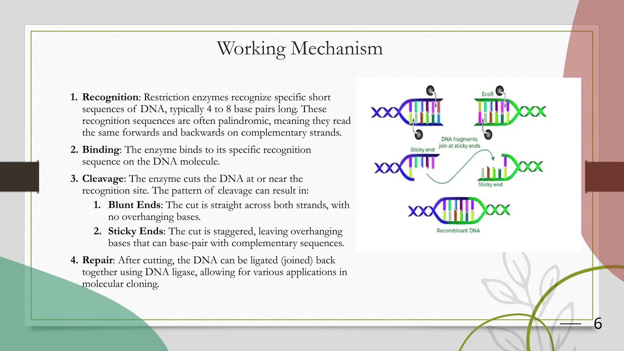 Restriction Enzymes and Their Types.pptx