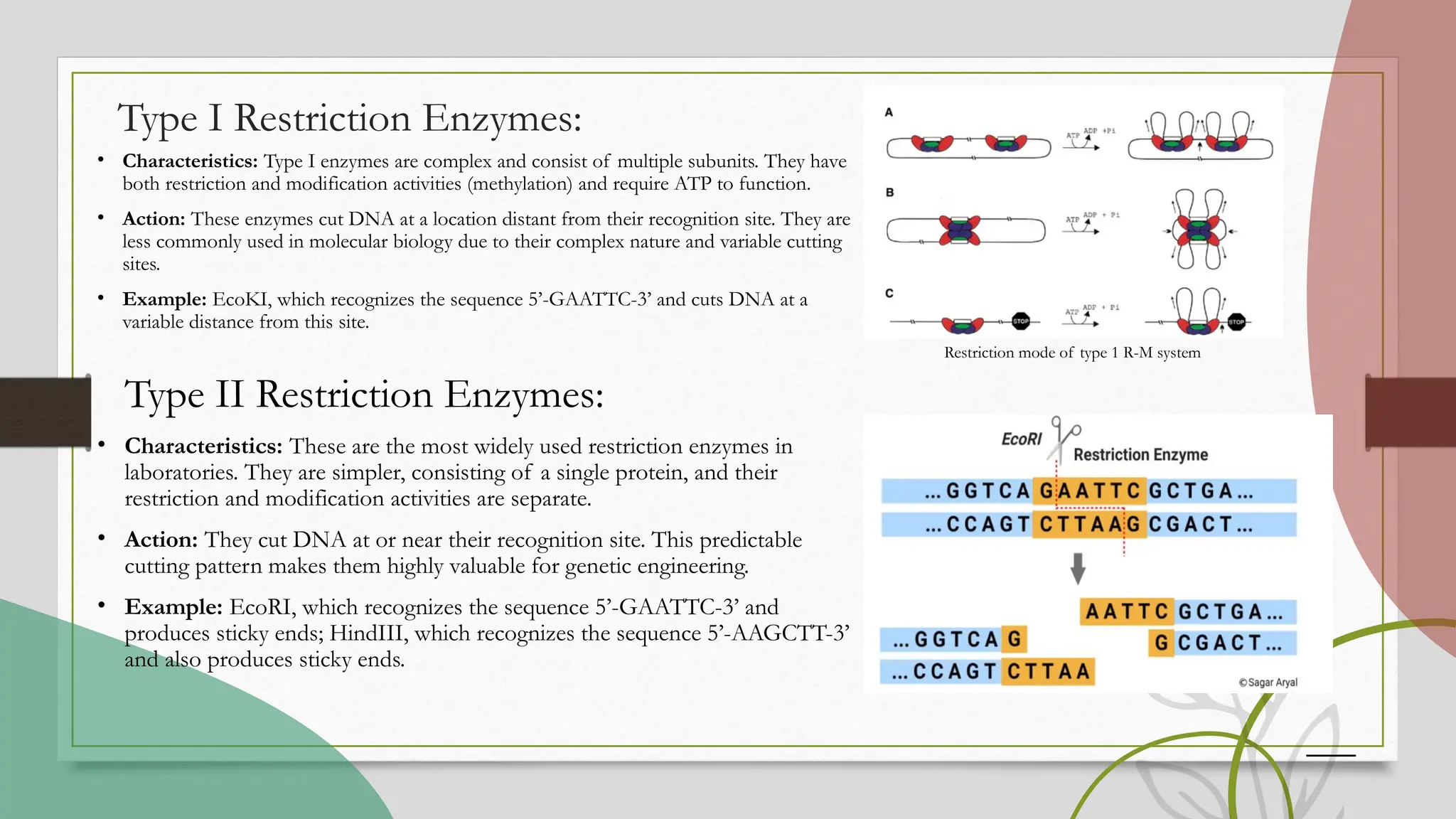 Restriction Enzymes and Their Types.pptx