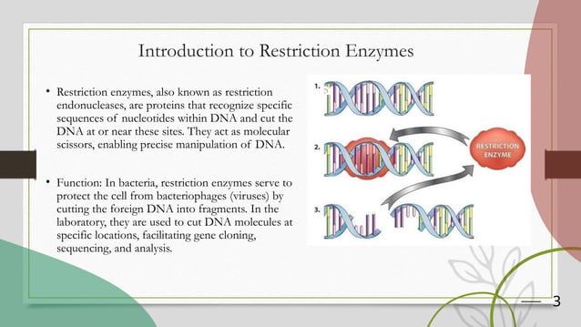 Restriction Enzymes and Their Types.pptx | Chemistry | Science